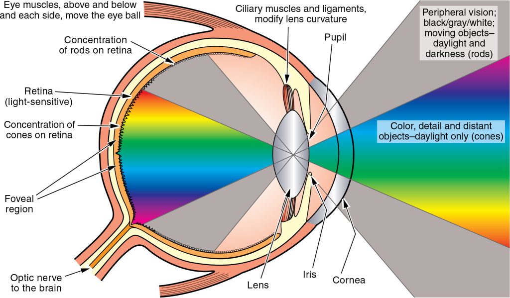 Human Factors: Vision, Scanning, and Judgement - Learn To Fly